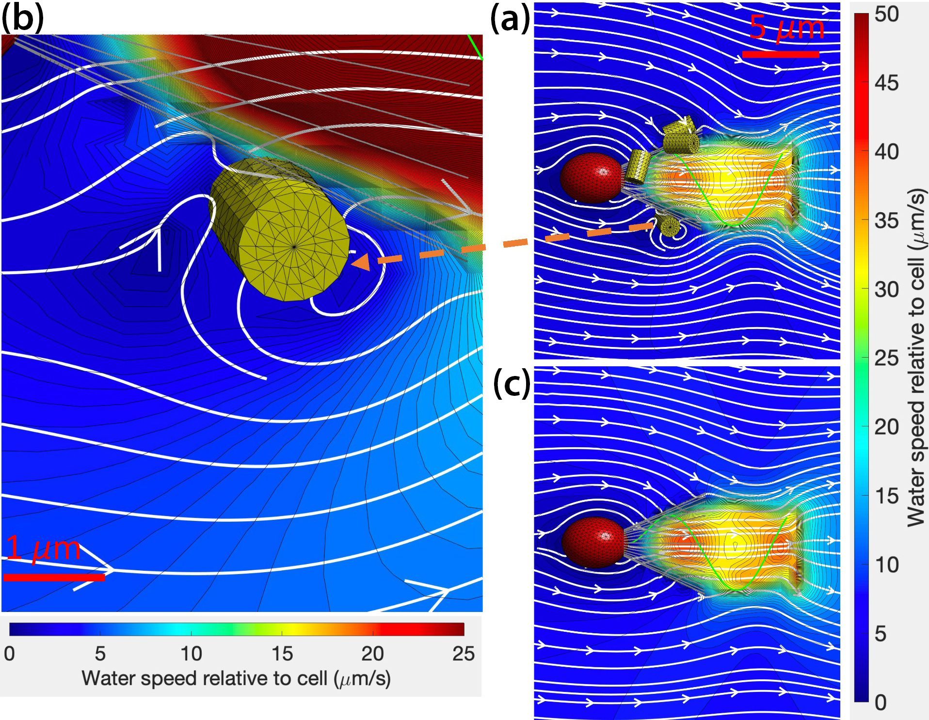 Swimming and Feeding Performance of Choanoflagellates with Captured ...