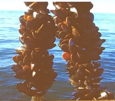 A Differential Equation Model for Crab-Mussel Interactions | SIAM