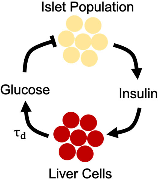 Synchronization of Oscillations in Pancreatic Islets | SIAM