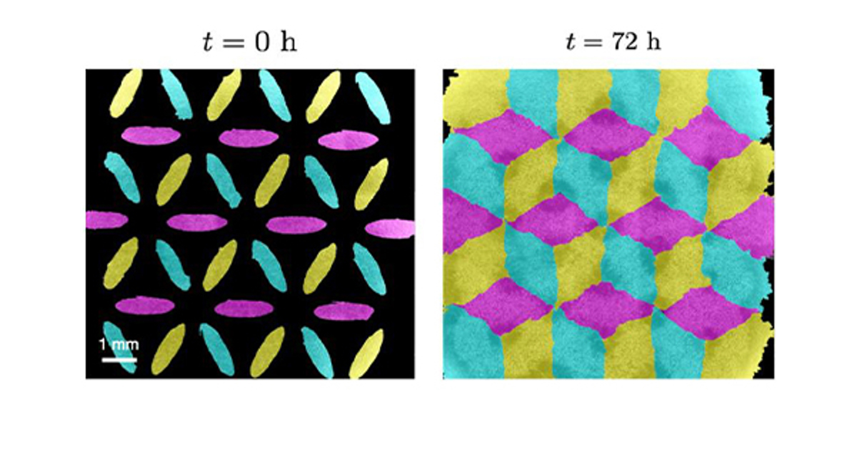 Quantifying Tissue Growth, Shape, and Collision in Epithelial Monolayers | SIAM