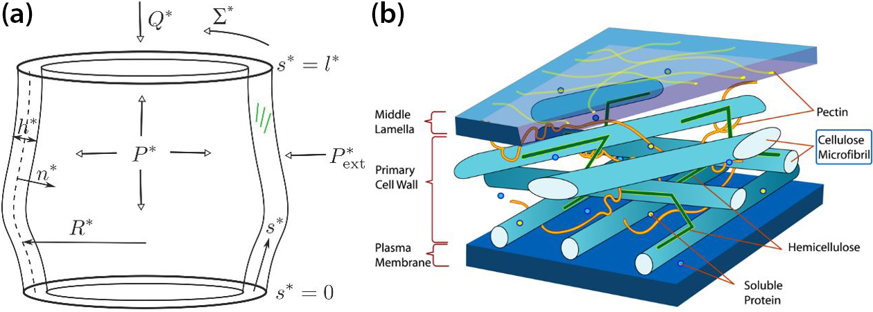 Mechanical Models of Plant Growth | SIAM