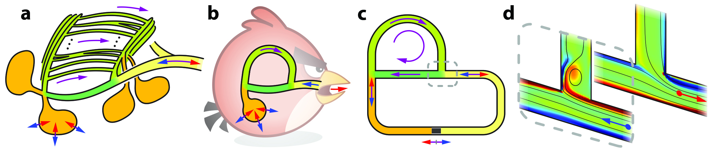 The Loopy Fluid Dynamics of Bird Lungs | SIAM