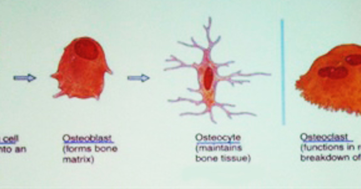 Mathematical Models for Bone Formation and Metabolism | SIAM