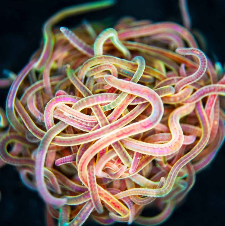 Untangling Topology with California Blackworms | SIAM