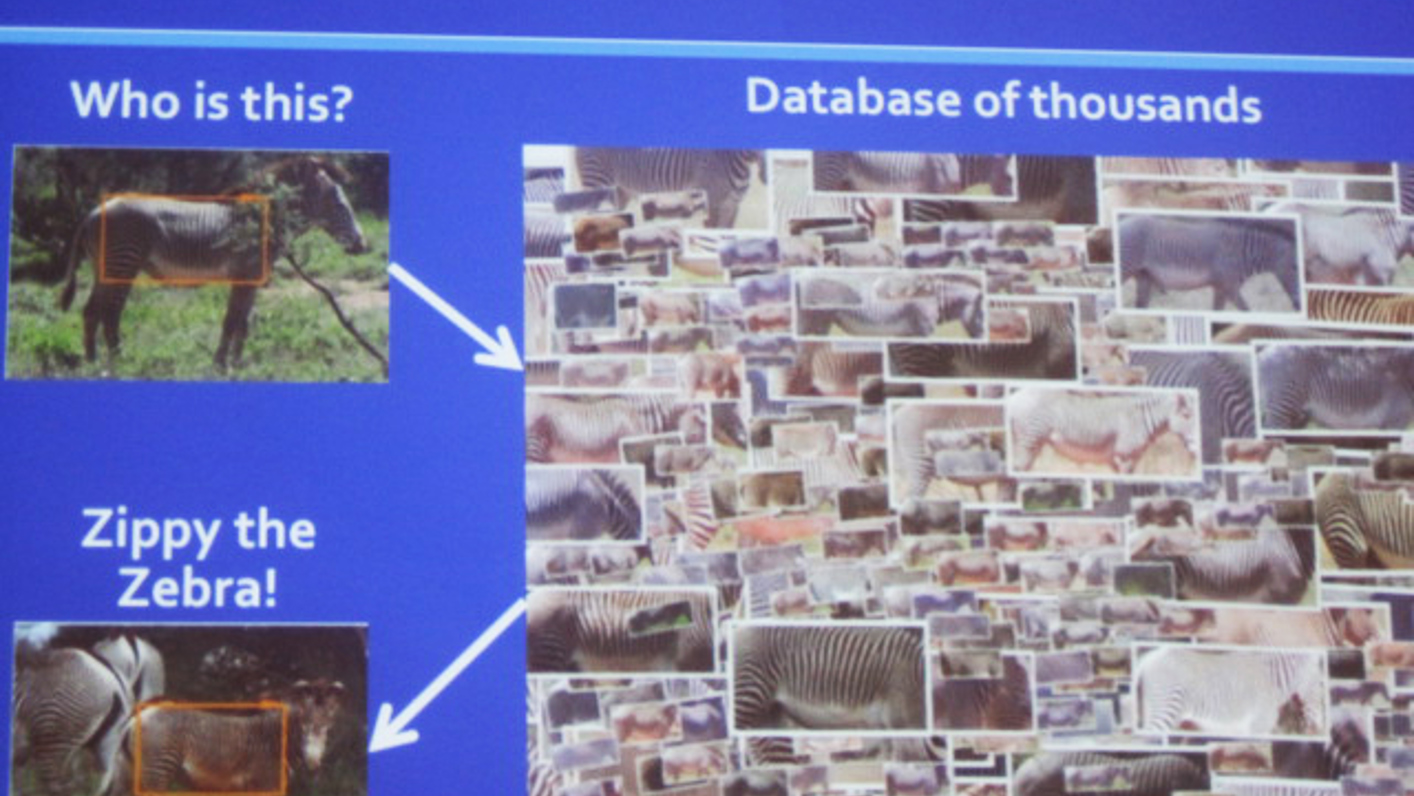 Understanding Animal Dynamics Through Behavioral Ecology | SIAM