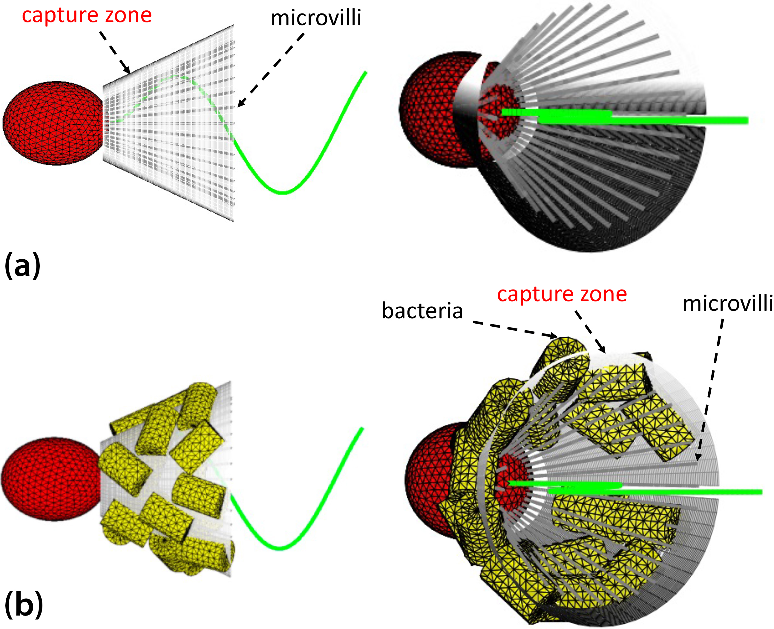 Swimming and Feeding Performance of Choanoflagellates with Captured ...