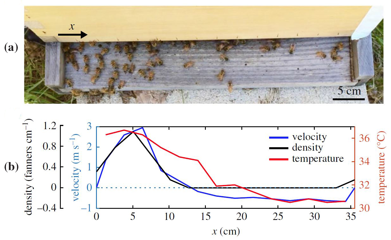 How Bees Use Physics to Keep Hives Cool | SIAM