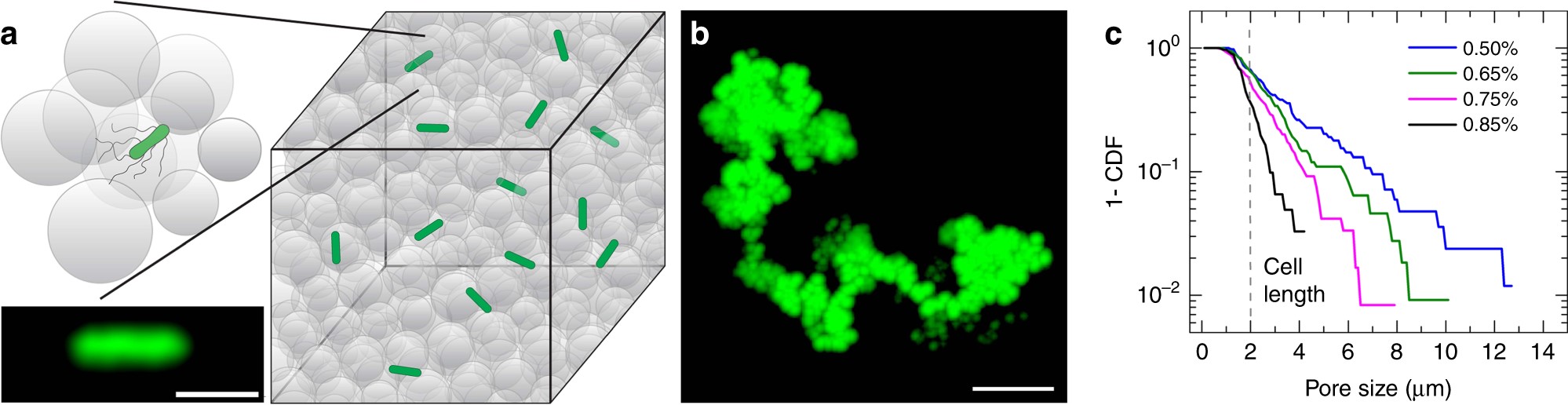Modeling the Spread of Bacteria through Complex Environments | SIAM