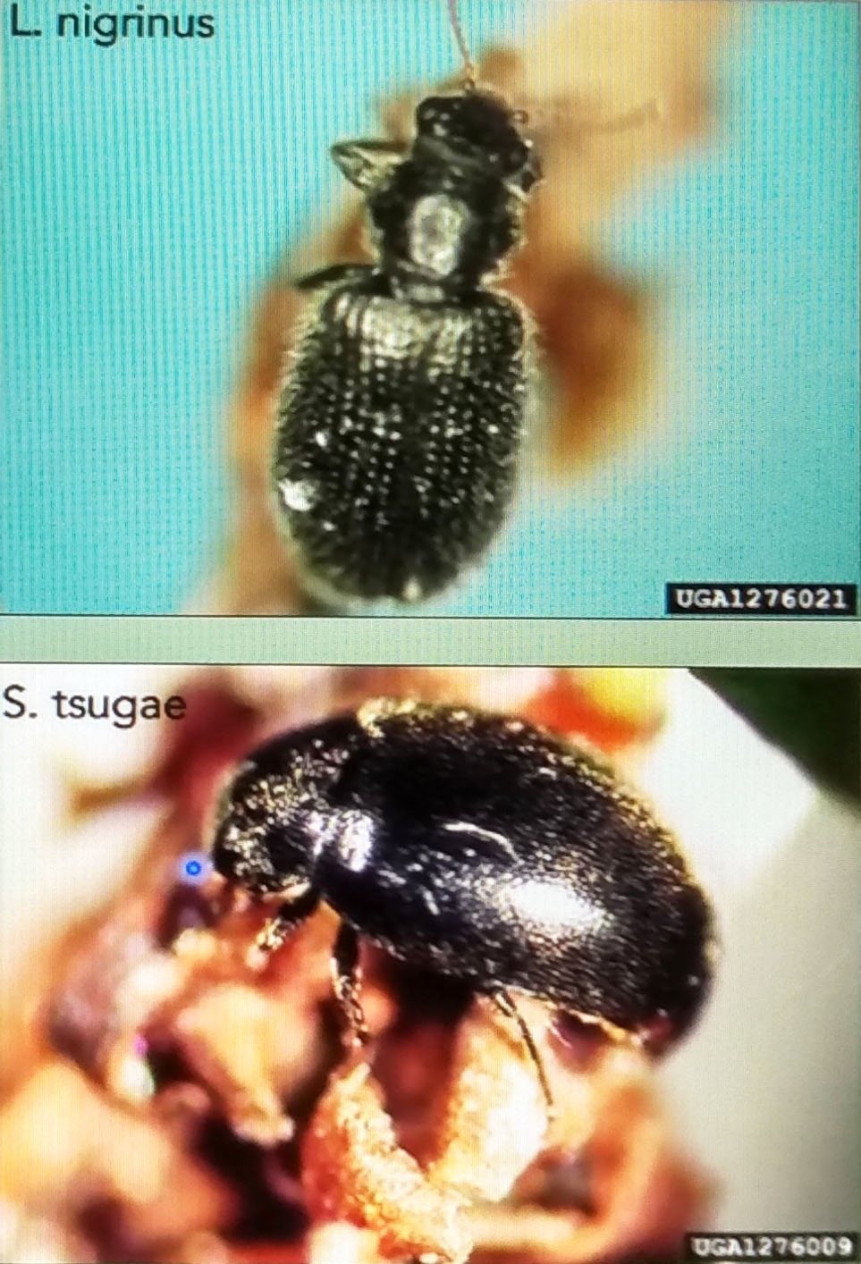 Protecting Hemlock Trees from the Invasive Woolly Adelgid | SIAM