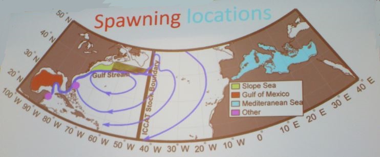 Spawning Habits of Atlantic Bluefin Tuna Reveal Valuable Information ...
