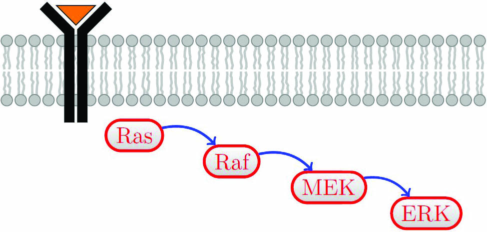 Where Algebra and Geometry Meet Systems Biology | SIAM