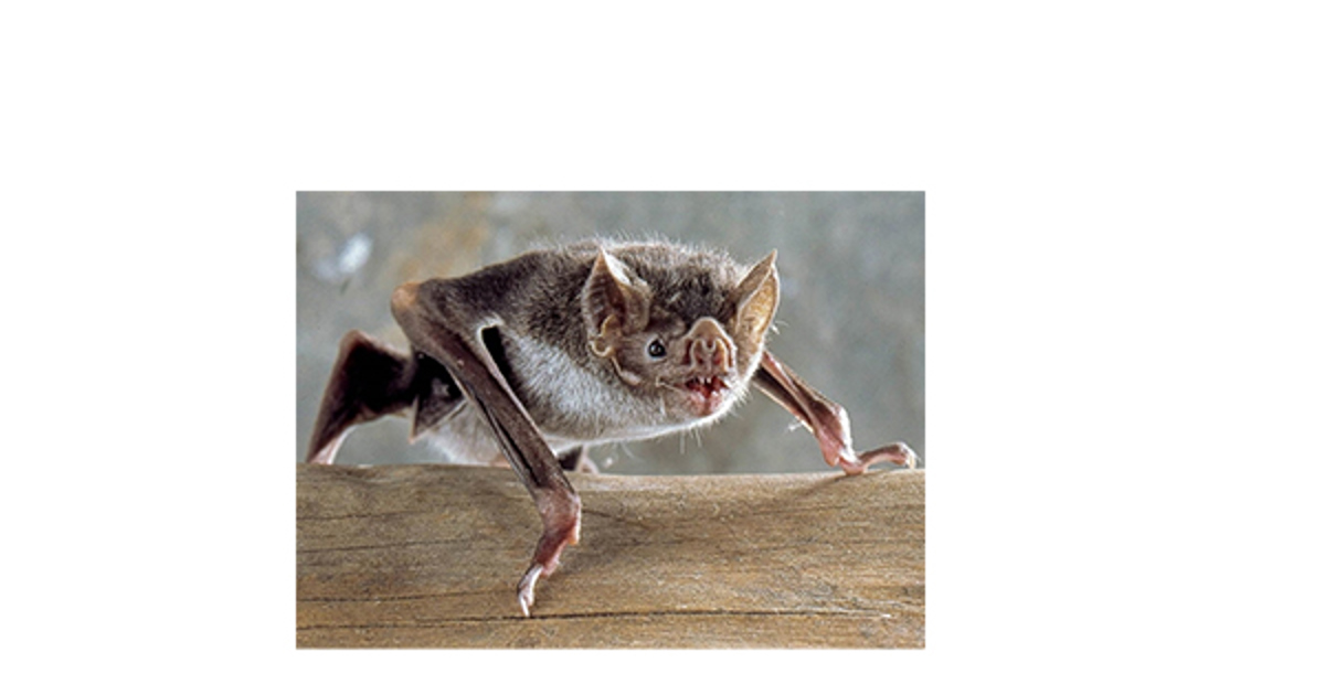 Model Investigates the Dynamics of Rabies Transmission in Vampire Bat ...