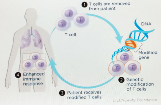 Modeling Adoptive Cell Transfer in Heart Transplants | SIAM