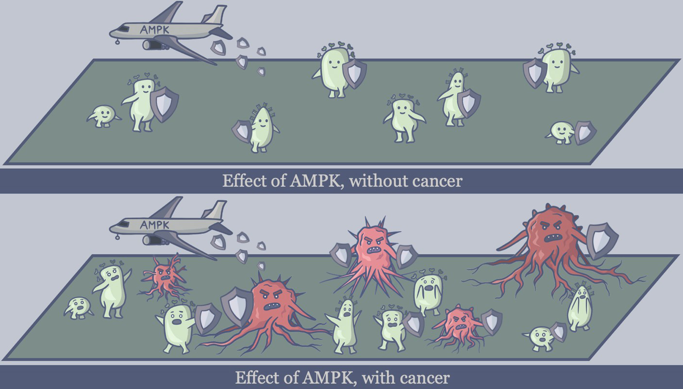 Computational Model Sheds Light on Autophagy in Cancer Cells | SIAM