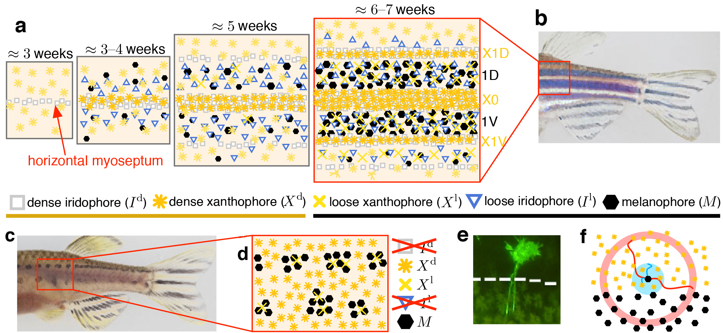 How Zebrafish Get Their Stripes... or Spots | SIAM
