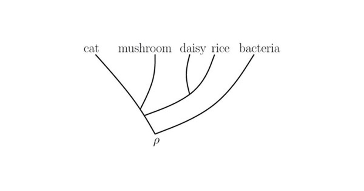 Predicting the Shape of Evolutionary Trees | SIAM