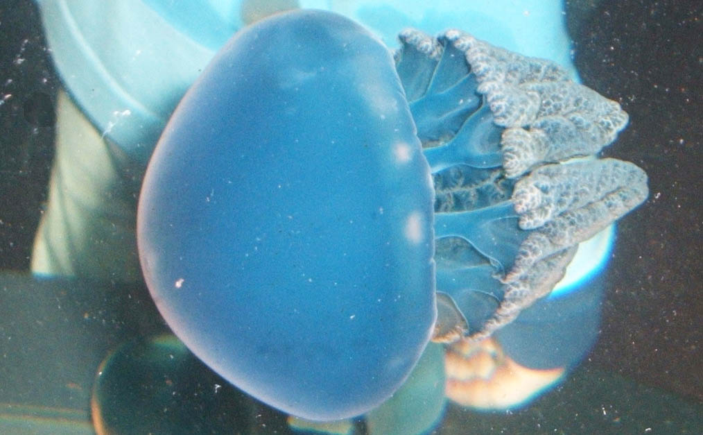 Immersed Boundary Finite Element Method Simulates Swimming Patterns in ...