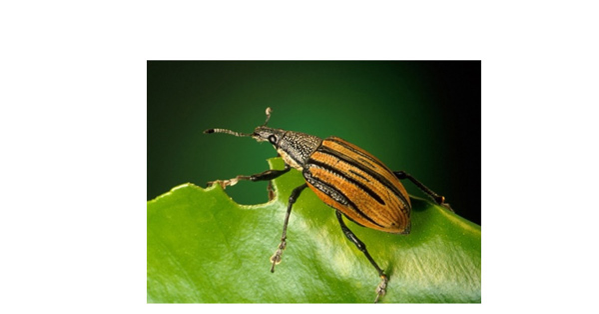 Adaptive Feedback Control Finds Applications in Pest Management | SIAM