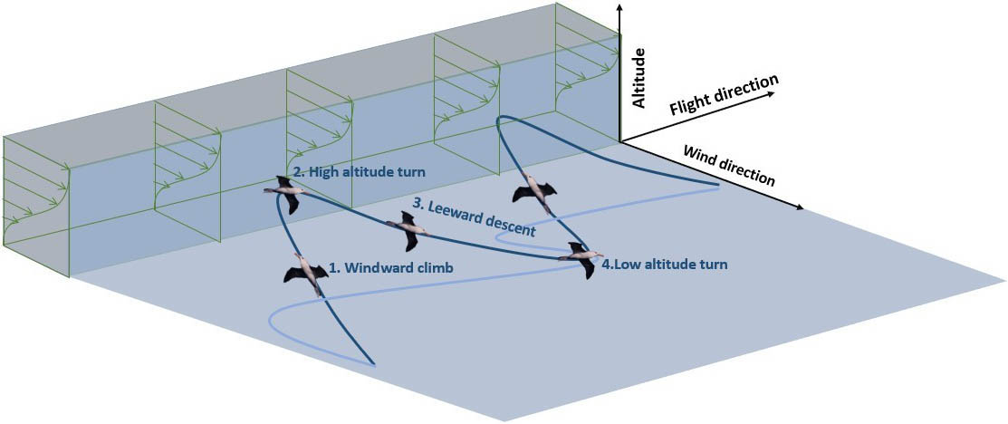 Albatross Optimized Flight Physics: A Natural Extremum Seeking System ...