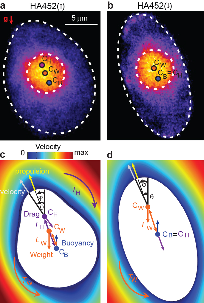 Phytoplankton Exhibit Rapid Shape-shifting in Response to Turbulence | SIAM